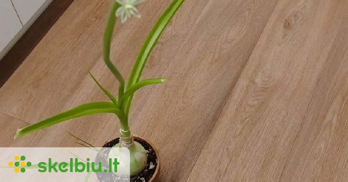 Indiškas (jūrinis) svogūnas - Skelbiu.lt