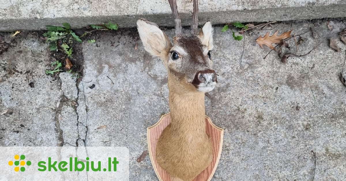 Stirna - trofėjus - iškamša - Skelbiu.lt