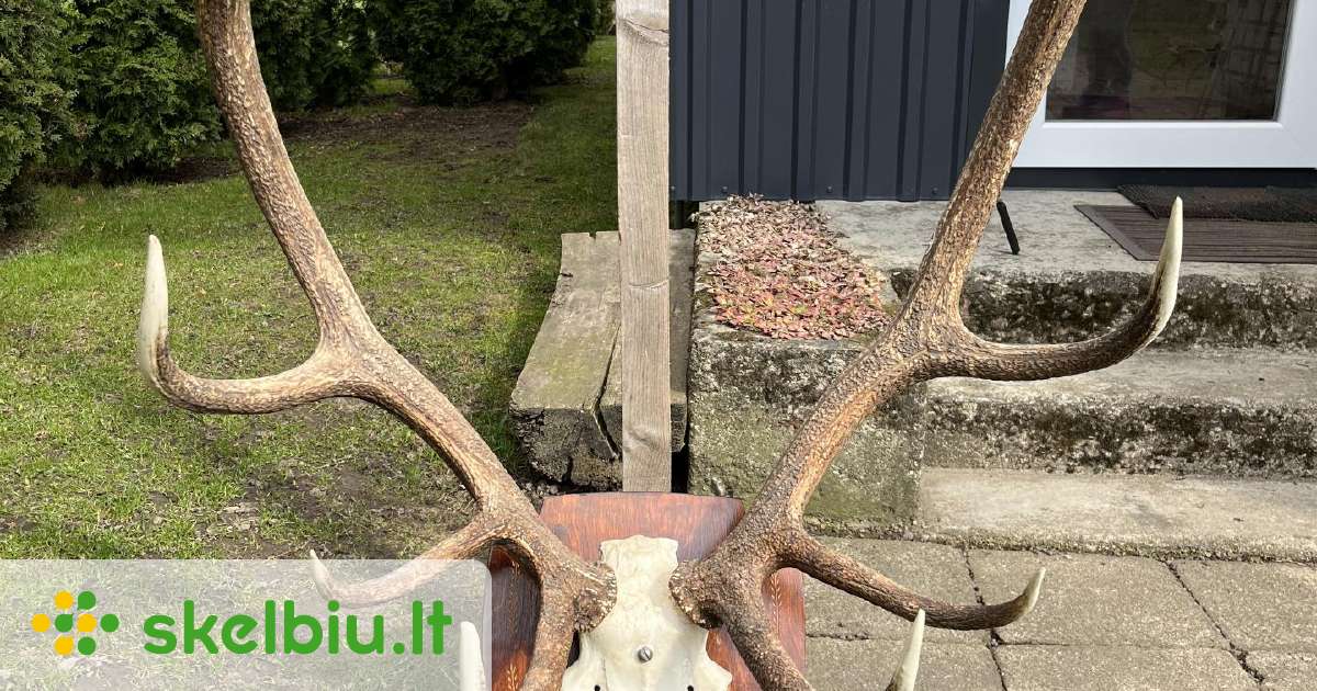 Elnio ragai - Skelbiu.lt