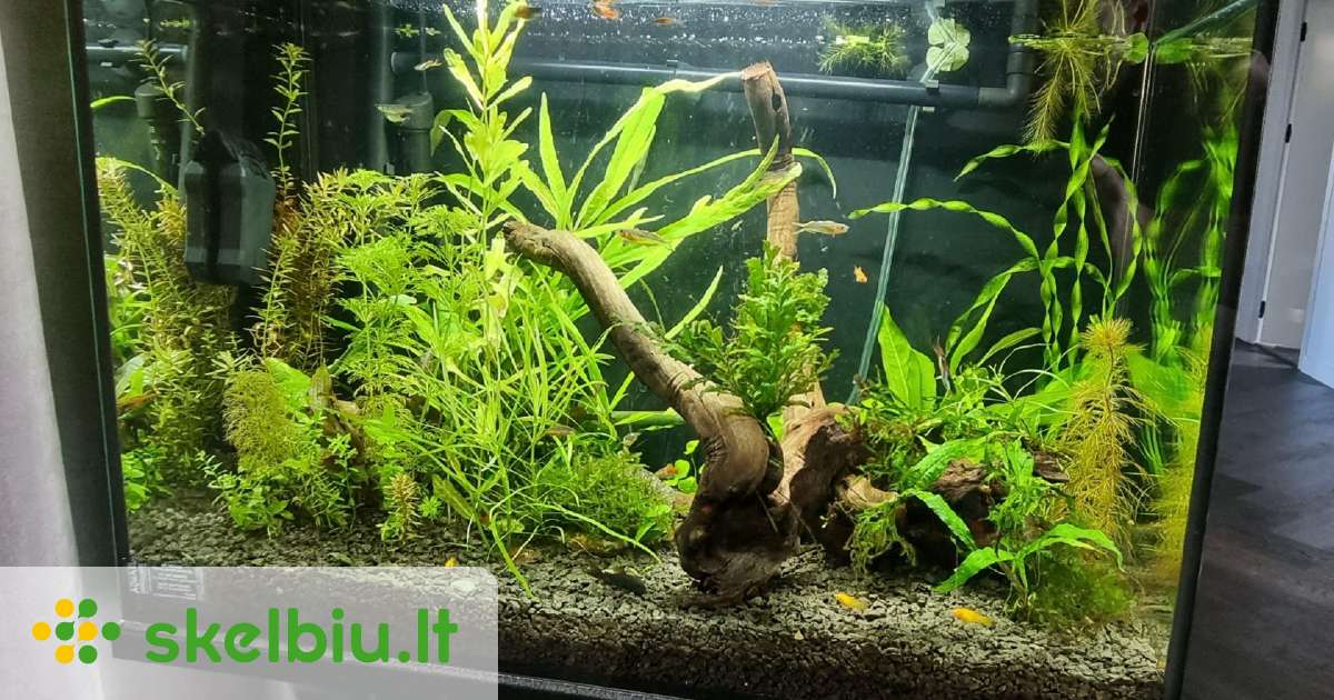 Akvariumas su stovu, apšvietimu ir stovu.60x30x40 - Skelbiu.lt