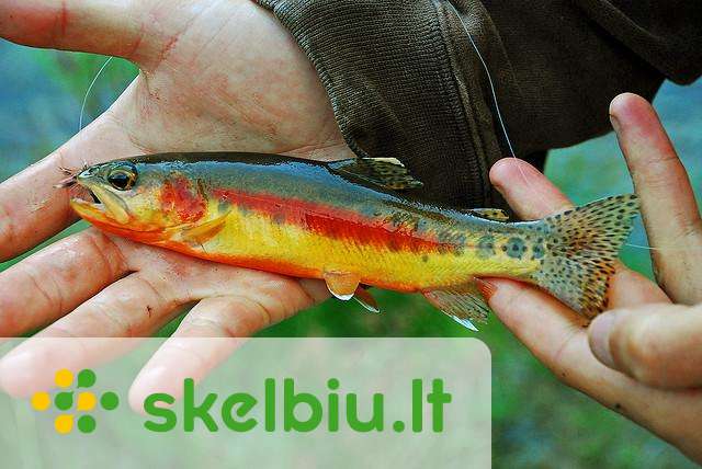 Upėtakiai, upėtakių mailius - Skelbiu.lt