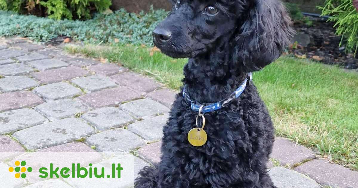 Toy-pudelis kergimui - Skelbiu.lt