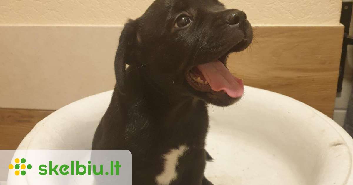 Labradoras - Skelbiu.lt