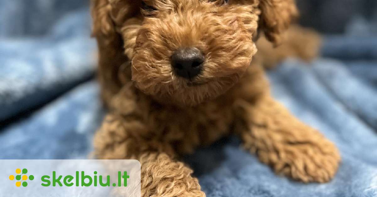 Liko vienas Toy berniukas - Skelbiu.lt