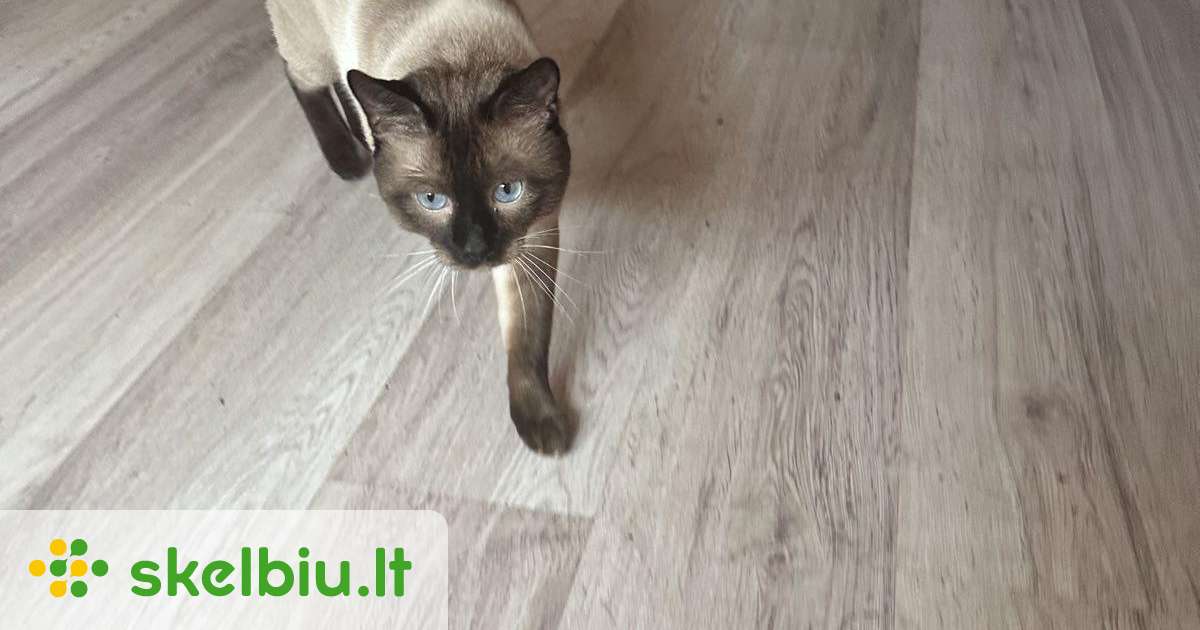 Siamo katės - Skelbiu.lt