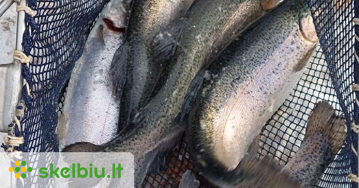 Vaivorykštinis Upėtakis - Skelbiu.lt