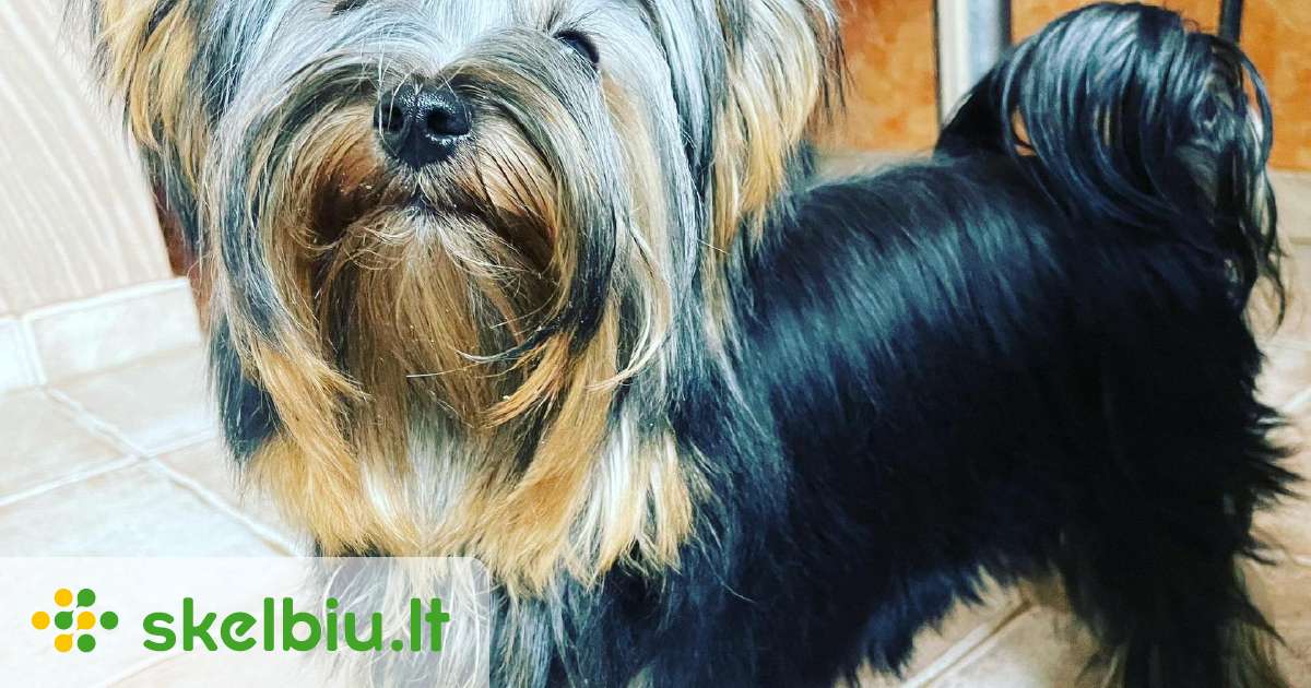 Mini Jorkšyro Terjeras ieško draugijos! - Skelbiu.lt