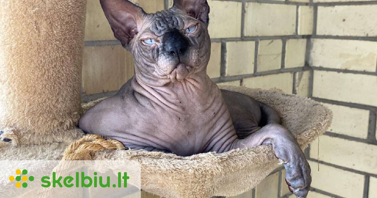 Kanados Sfinksas kviečia į pasimatymus - Skelbiu.lt