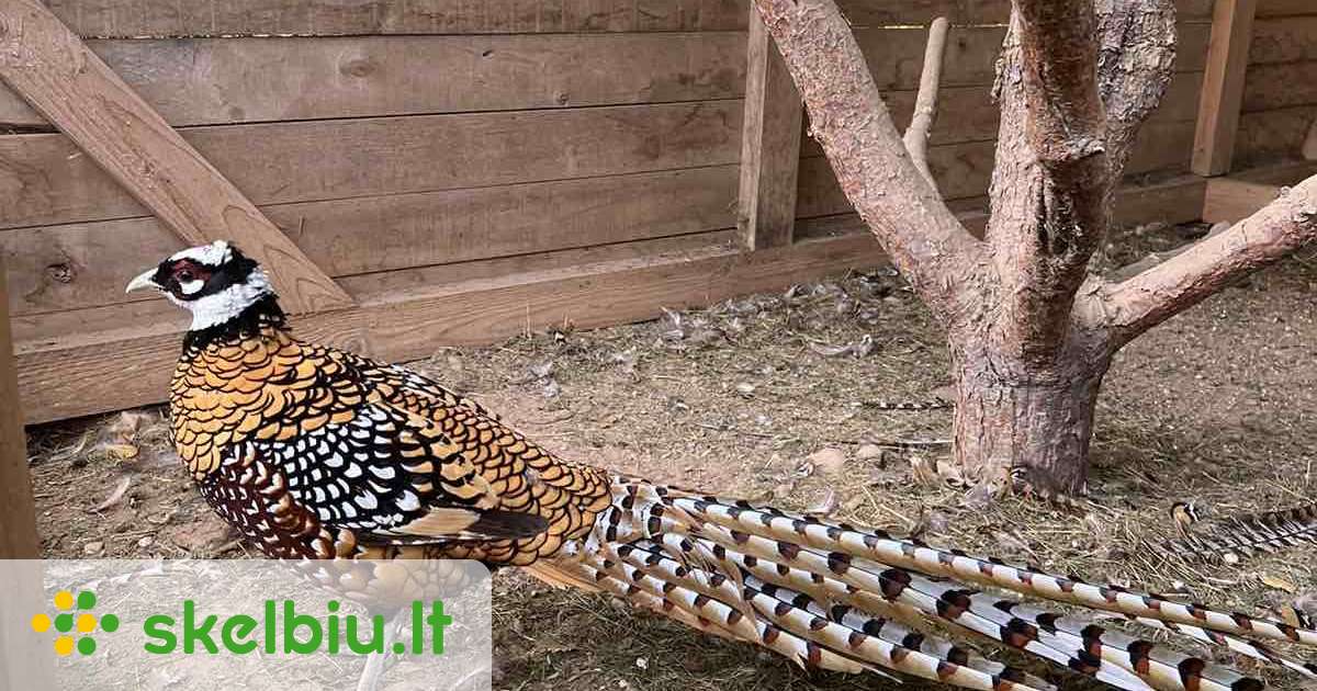 Parduodami š.m.deimantiniai,karališki fazanai. - Skelbiu.lt