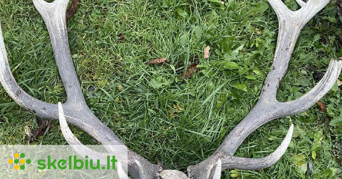 Elnio Ragai - Skelbiu.lt