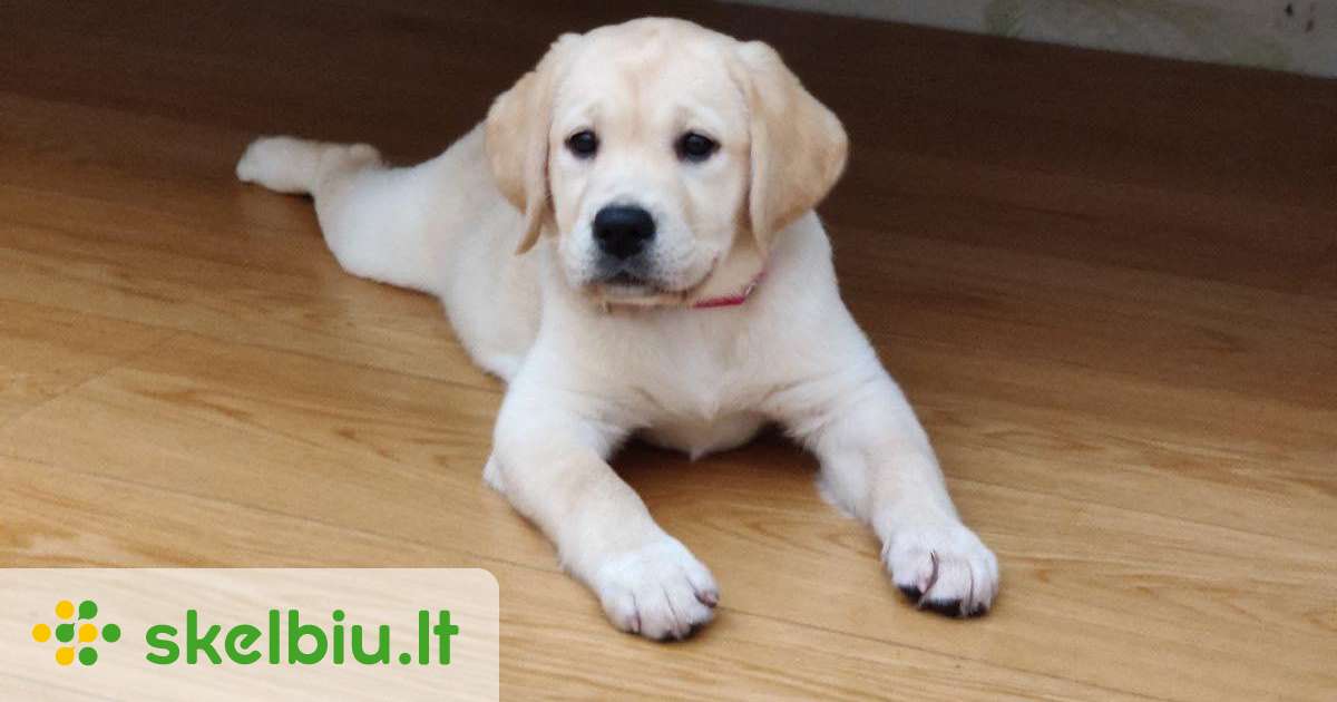 3 mėnesių Labradoro Retriveris - Skelbiu.lt