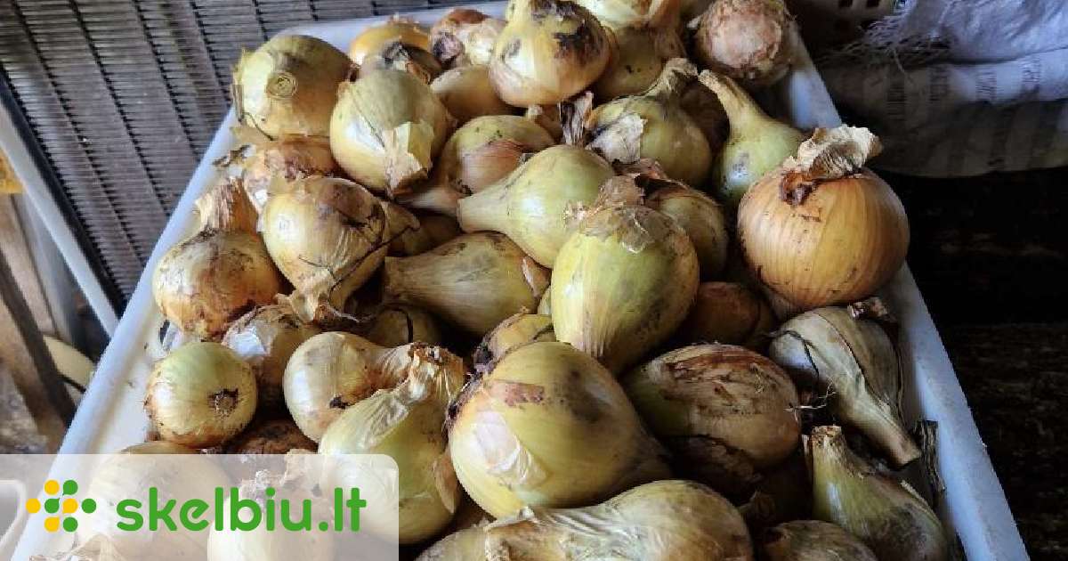 Svogūnai - Skelbiu.lt