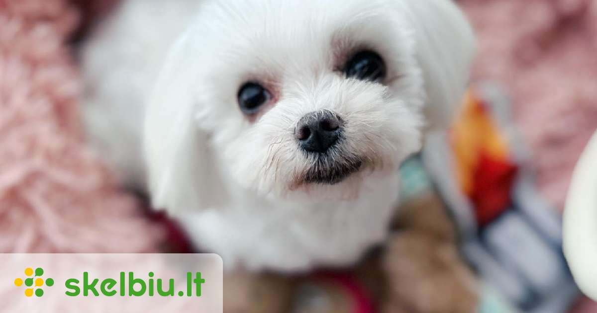 Maltos bišonytė už simbolinę kainą - Skelbiu.lt