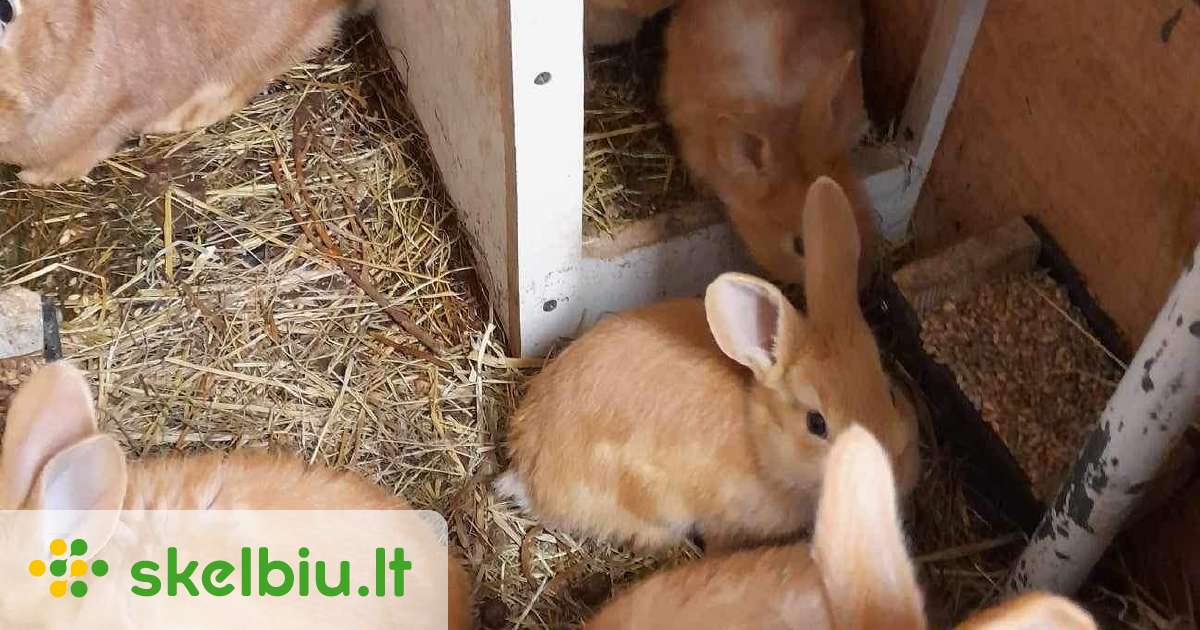 triusiena parduodame skelbimai - Skelbiu.lt