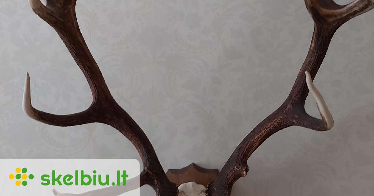 Elnio ragai - Skelbiu.lt