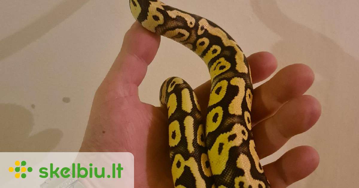 Python regius. - Skelbiu.lt