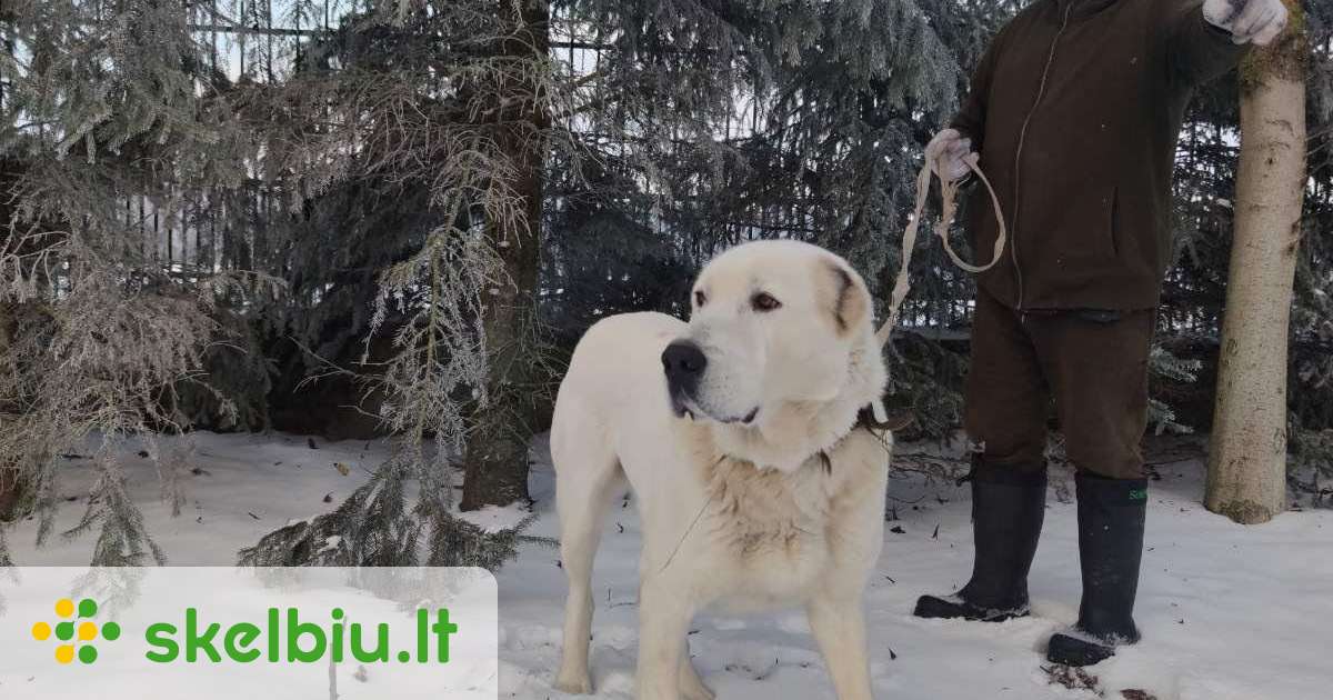 Vidurinės Azijos aviganių šuniukai Alabai - Skelbiu.lt