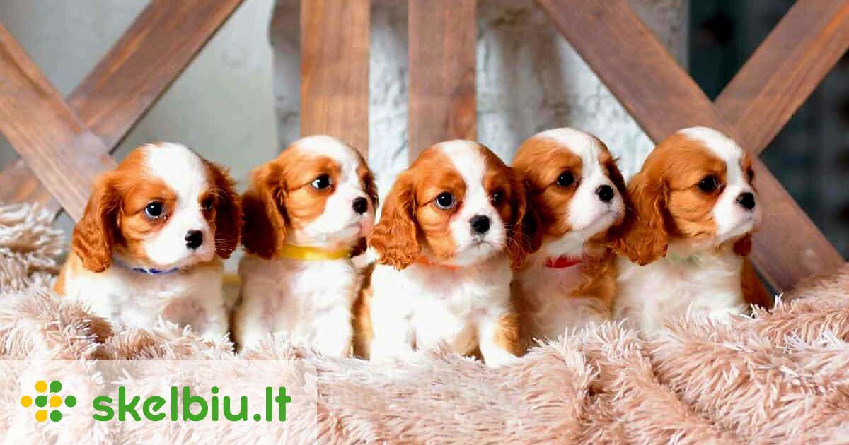 Kavalieriaus Karaliaus Karolio spanieliai Kilmingi - Skelbiu.lt