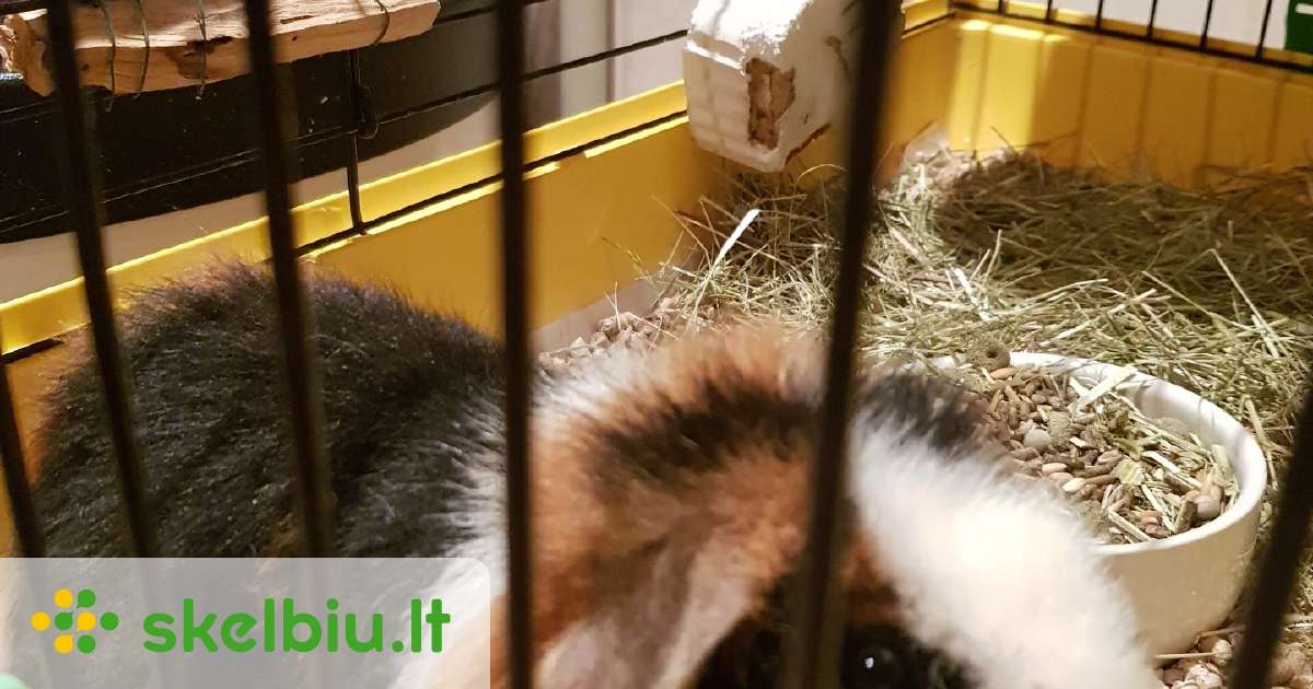 juru kiaulyte skelbimai - Skelbiu.lt