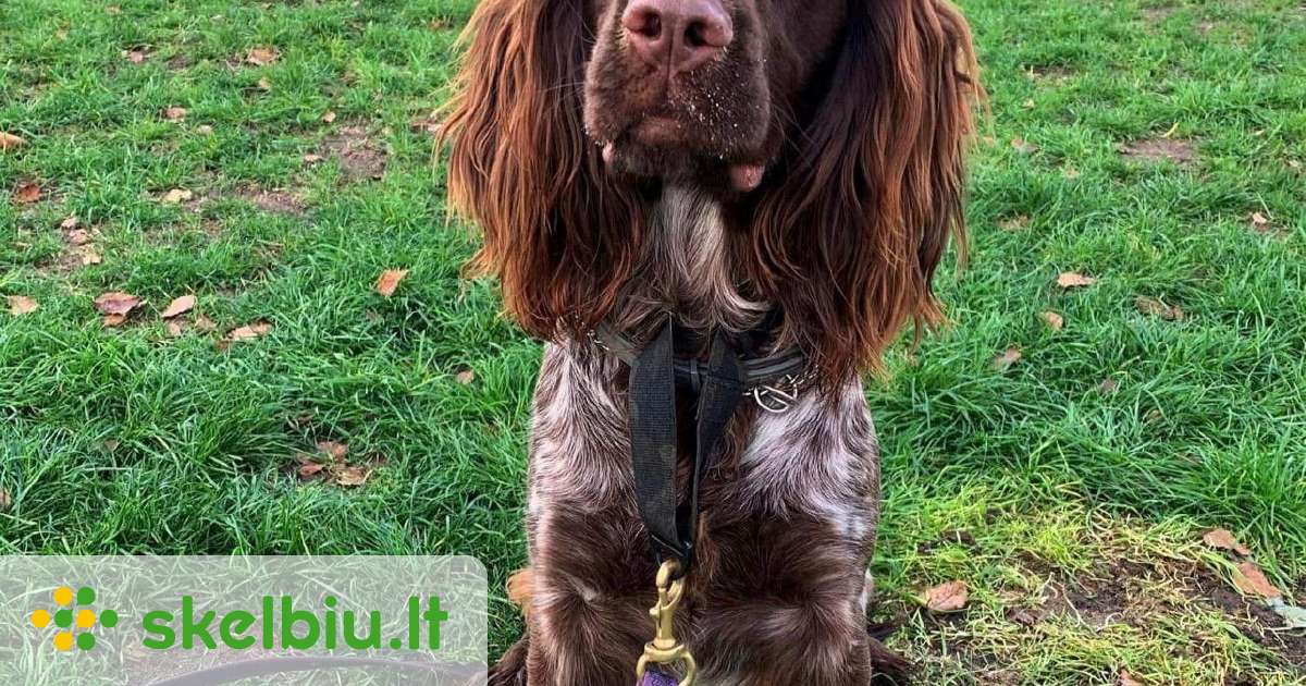 Polish hunter spanielis Fci - Skelbiu.lt