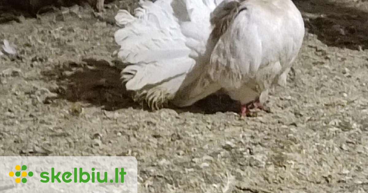 Poviniai Balandžiai - Skelbiu.lt