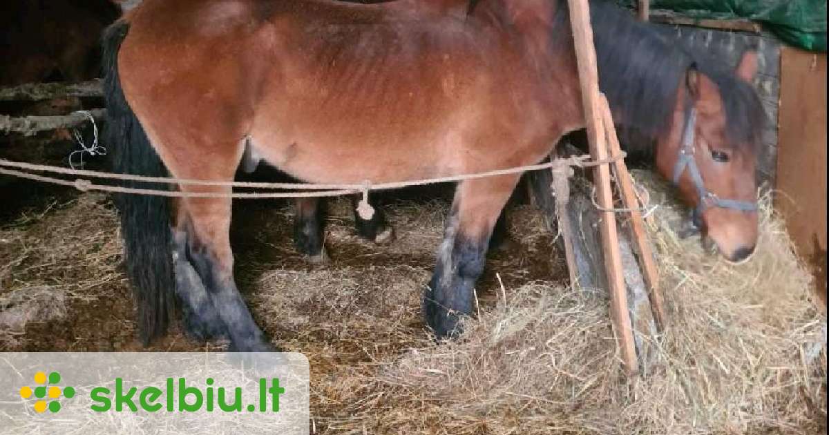 Arkli 12m - Skelbiu.lt
