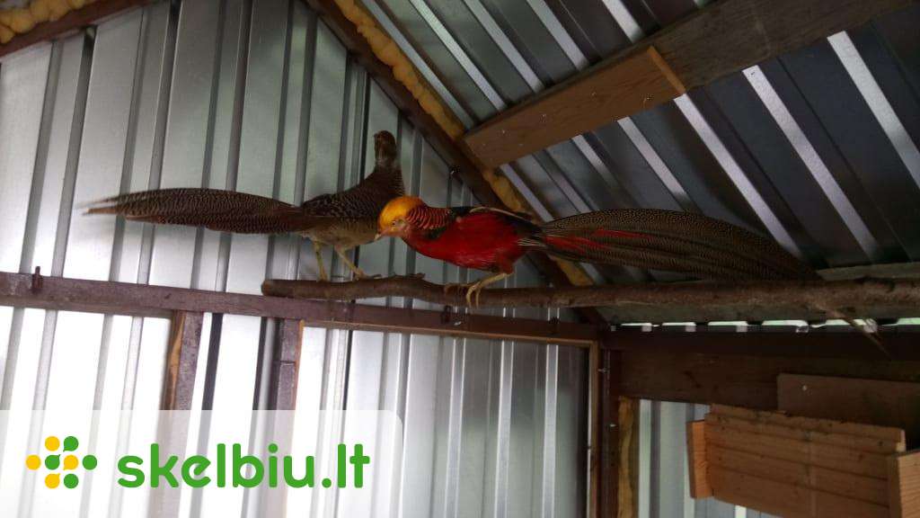 Fazanai - Skelbiu.lt