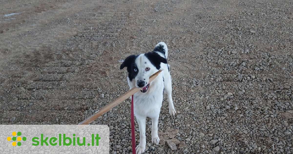 Mišrūnas - Skelbiu.lt