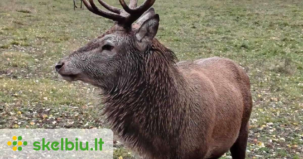 Parduodamas Taurusis Elnias - Skelbiu.lt