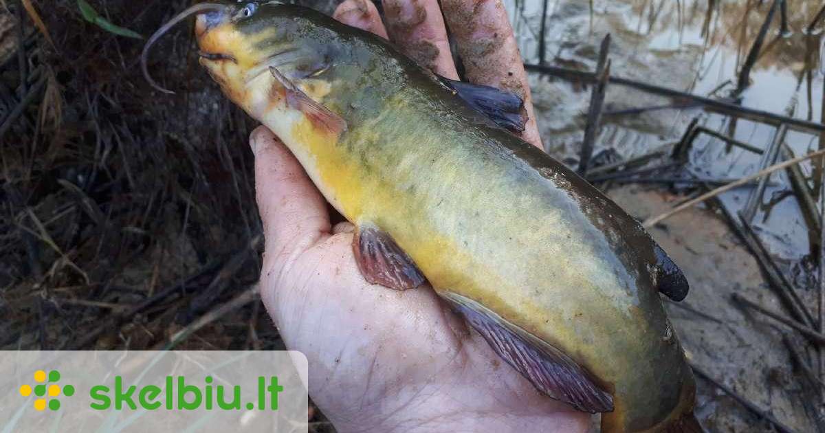 Parduodu Kanados šamus, įžuvinimui žuvys Mailius - Skelbiu.lt