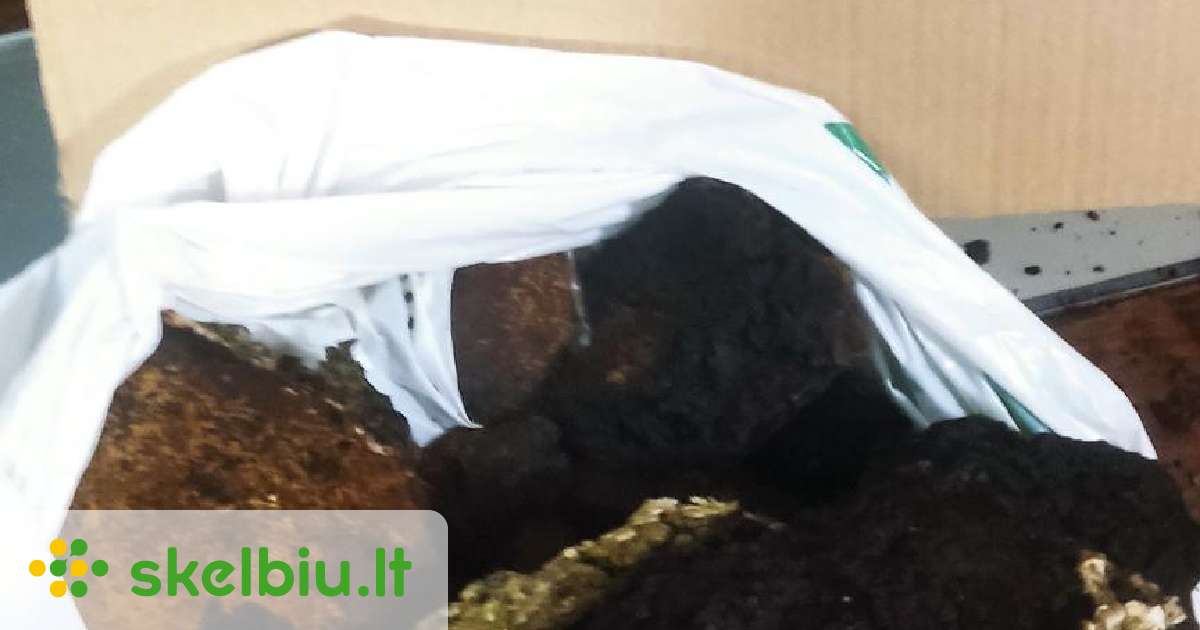 Berzo grybas - Skelbiu.lt