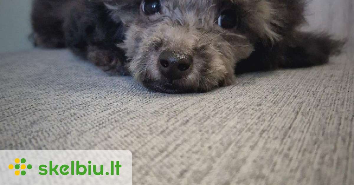 Toy pudelis - Skelbiu.lt