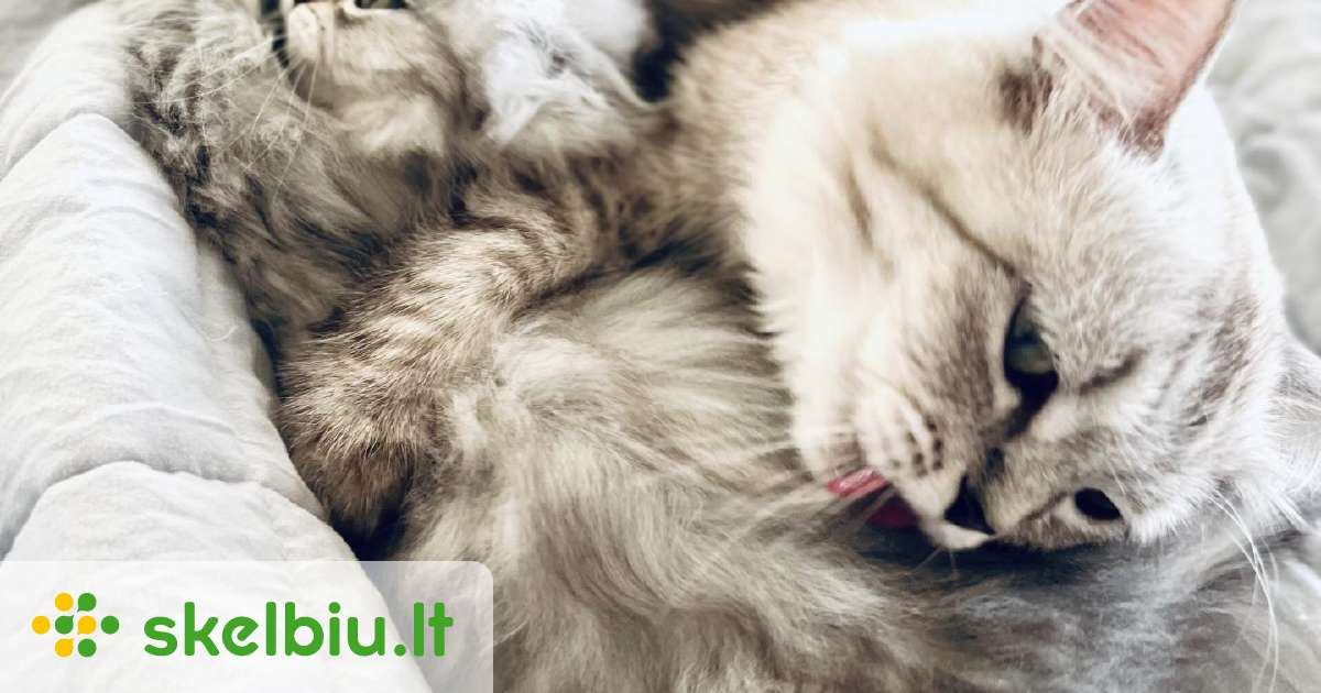 Skubiai! kate ir katinas - i geras rankas - Skelbiu.lt