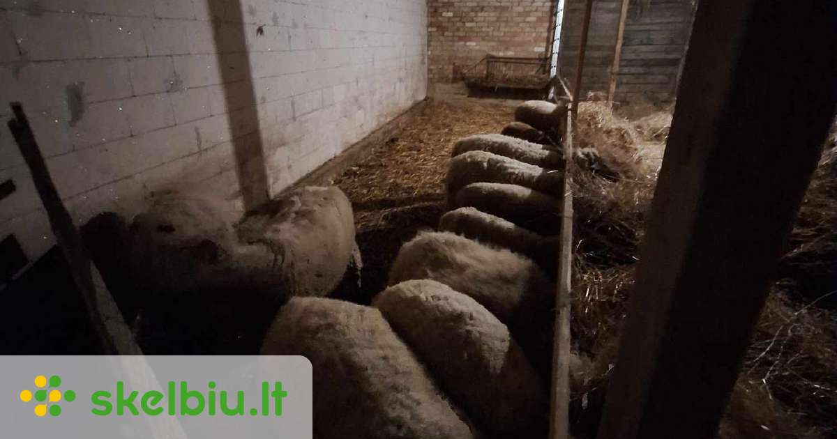 Parduodama avių banda - Skelbiu.lt