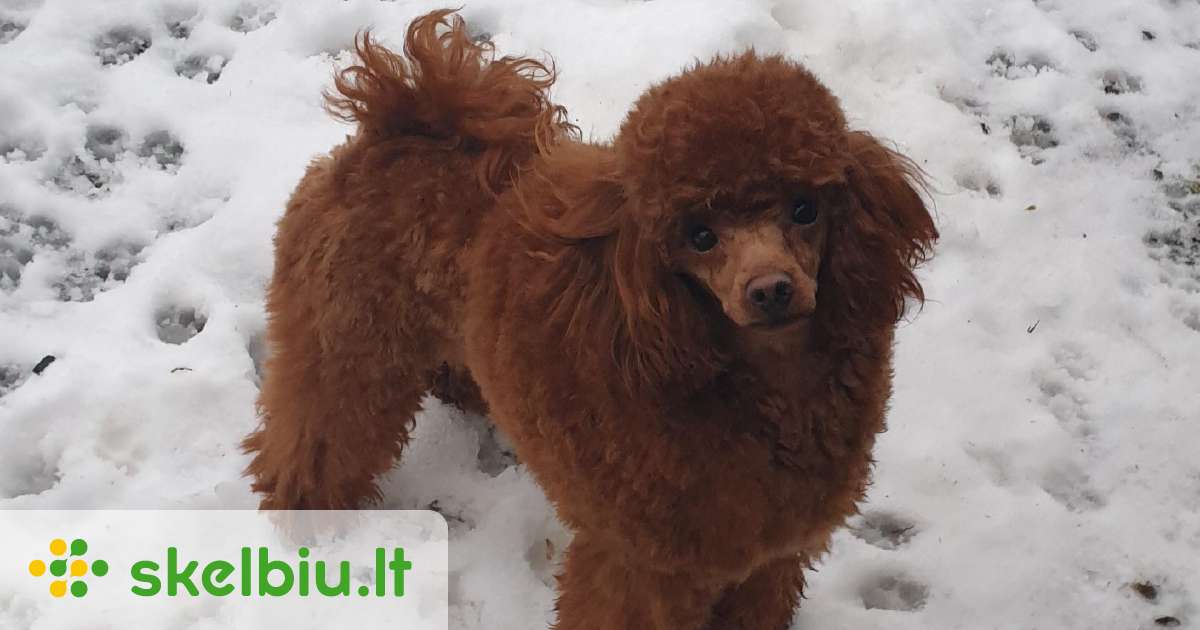 suniukai pudelis skelbimai (2 psl.) - Skelbiu.lt