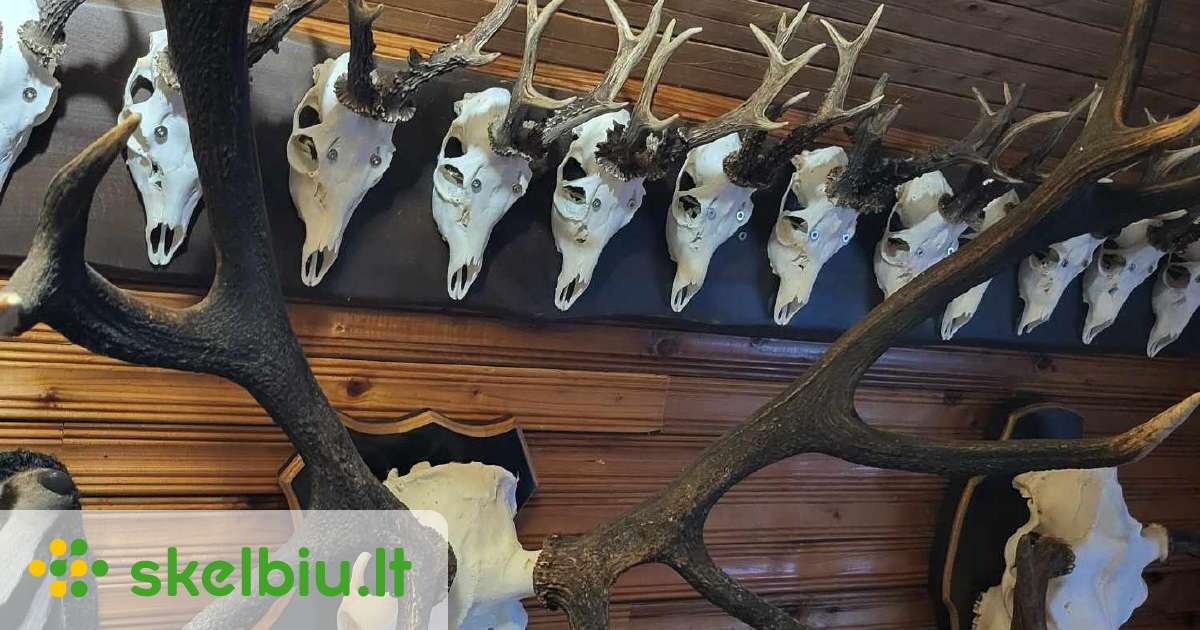 Parduodami gražūs ragai - Skelbiu.lt