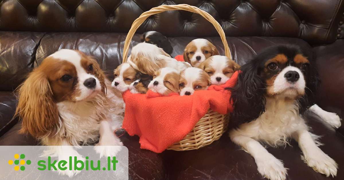 Kavalieriaus Karaliaus Karolio spanieliai - Skelbiu.lt
