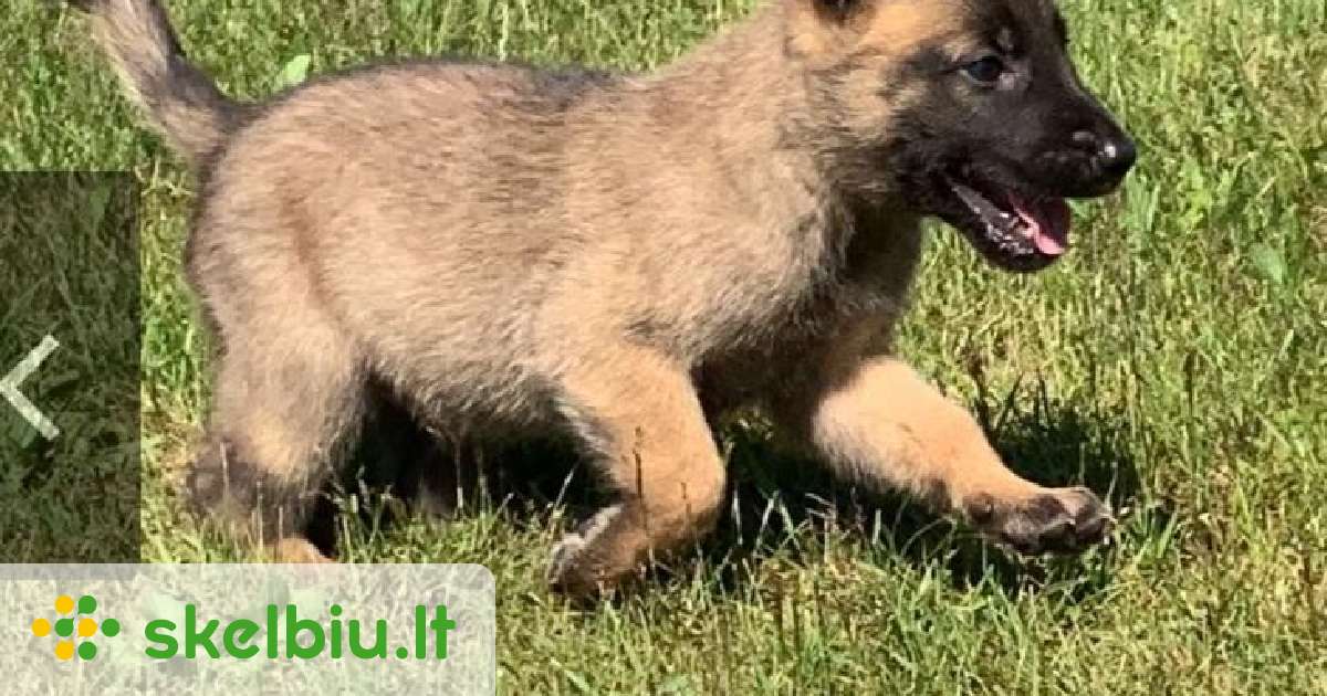 Aviganiai šunys (2 psl.) - Skelbiu.lt