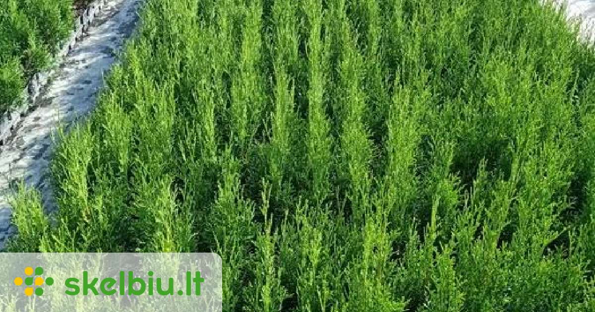 Tujos Smaragd - p9 vazonas - 0,65 € - Skelbiu.lt