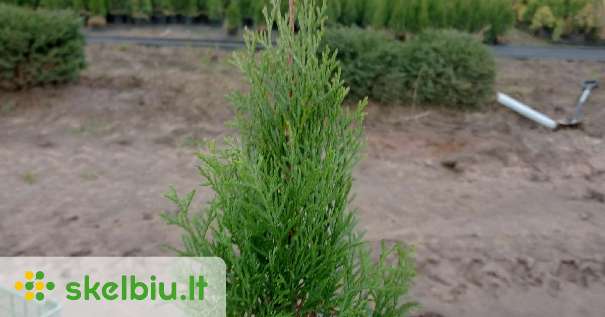 Tujos gyvatvorėms, thuja smaragd - Skelbiu.lt