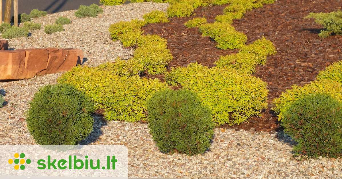 Tujos Danica, tobula rutulio forma. - Skelbiu.lt