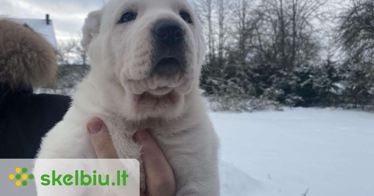 Vidurinės Azijos aviganių šuniukas, Alabai. - Skelbiu.lt