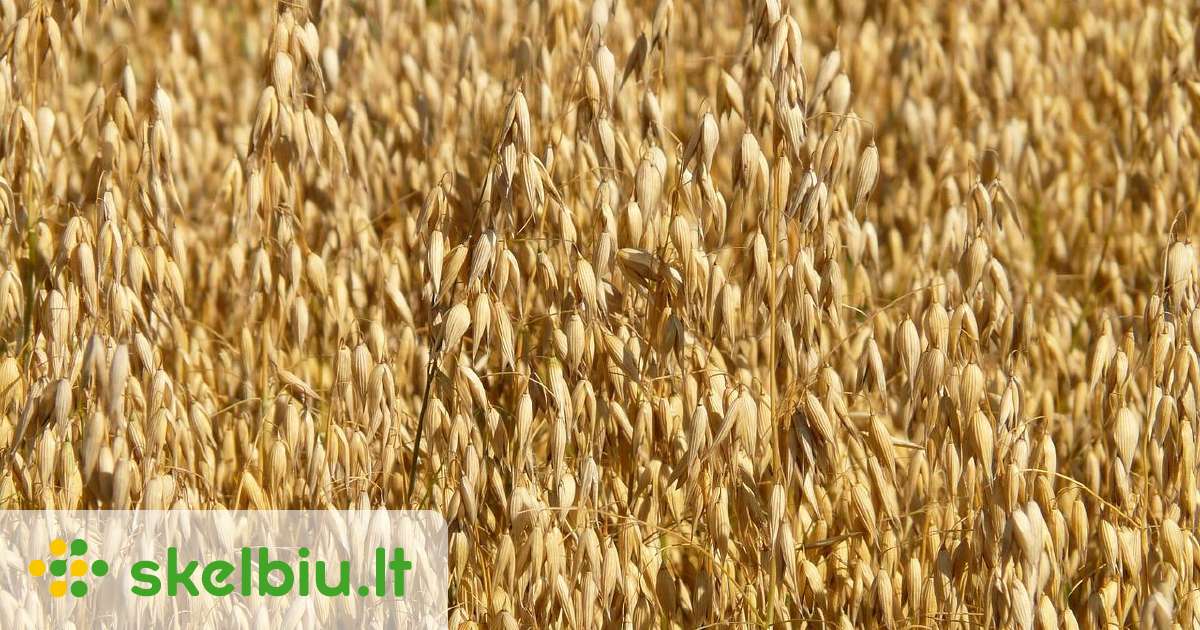 Perku avižas ir rugius. - Skelbiu.lt