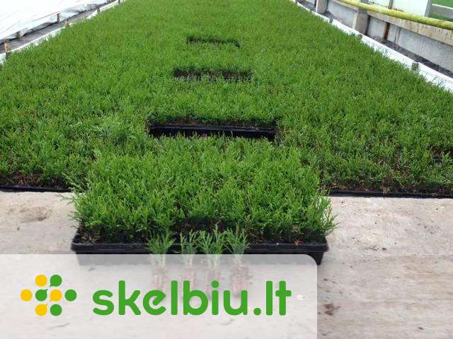 Tujos smaragd multipaletės. - Skelbiu.lt