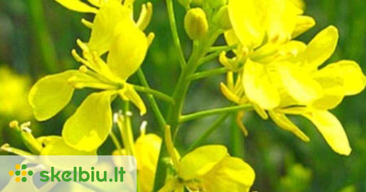 liucerna seklos skelbimai - Skelbiu.lt