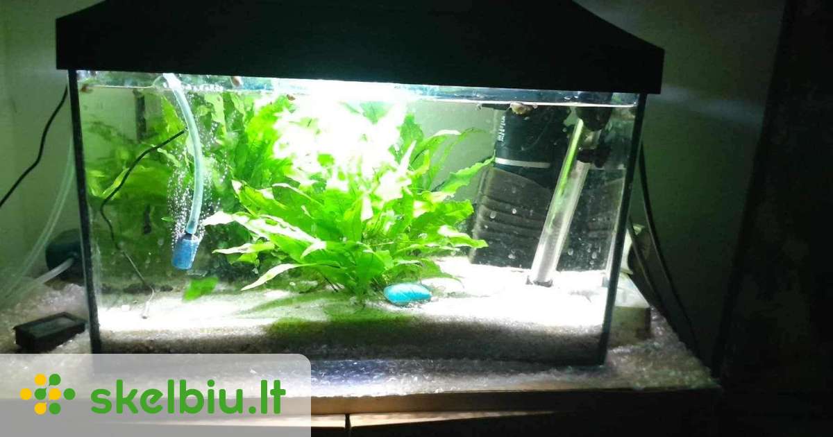akvariumai siauliai 60l skelbimai - Skelbiu.lt