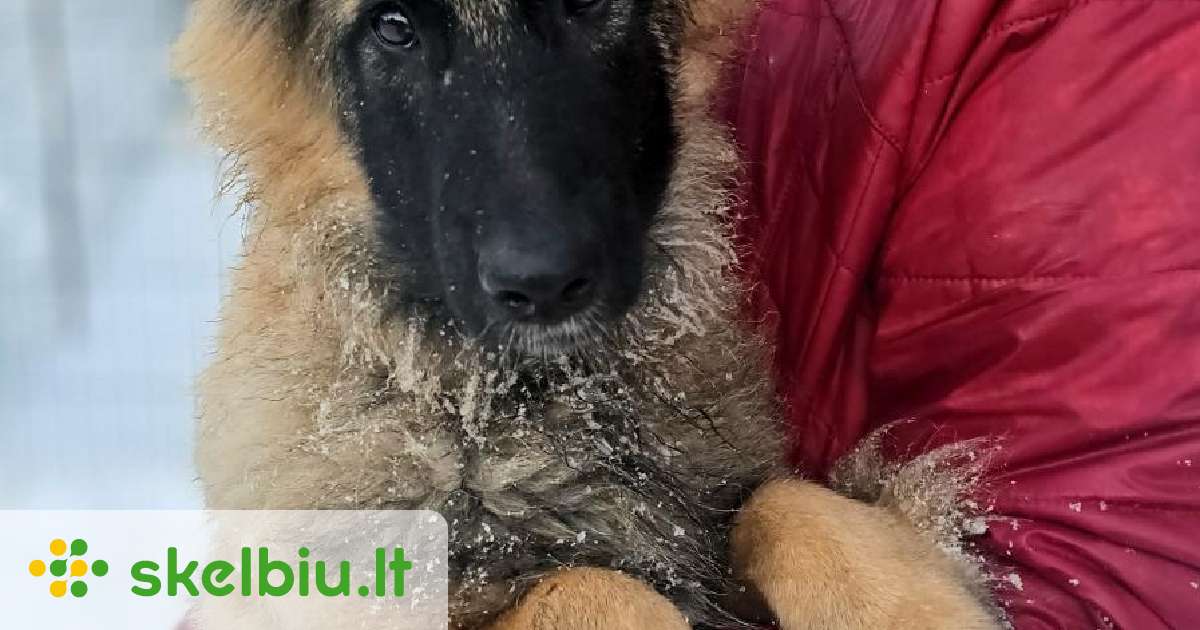 belgu aviganiai suniukai skelbimai - Skelbiu.lt