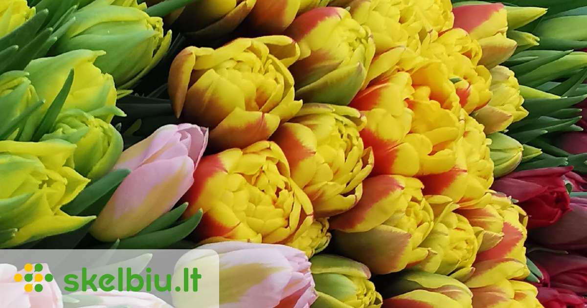 Tulpės kovo 8 d. Užauginta Lietuvoje. - Skelbiu.lt