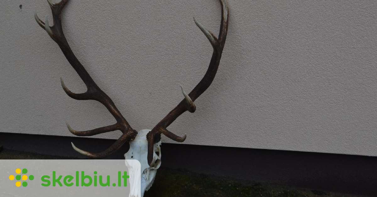 Elnio ragai 7 kg. - Skelbiu.lt