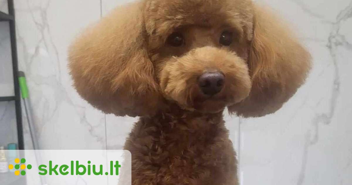 Toy pudelis pasimatymui - Skelbiu.lt